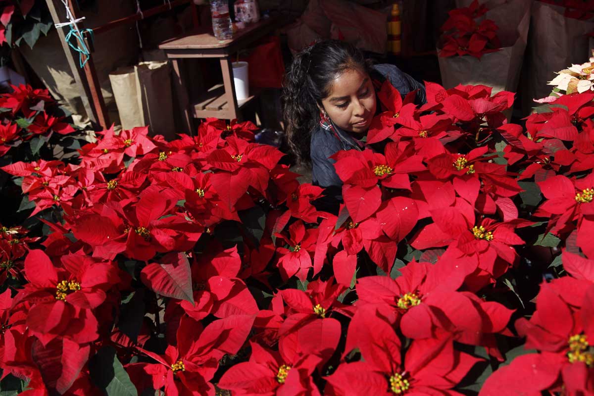 La flor de Nochebuena cubre de rojo millones de hogares
